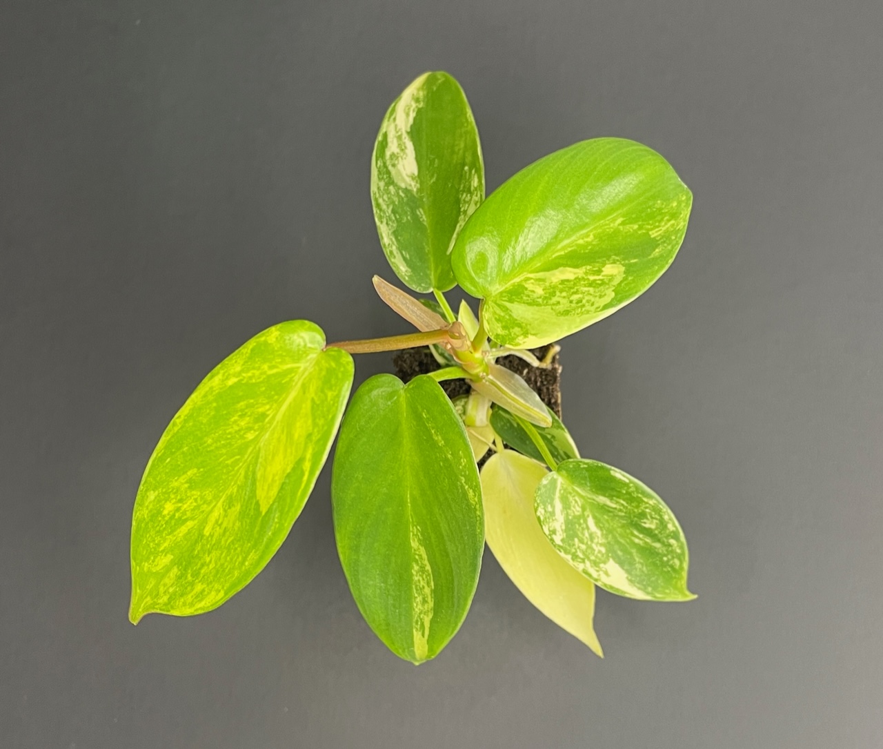 Philodendron Florida Beauty - The Regular Plant Co.