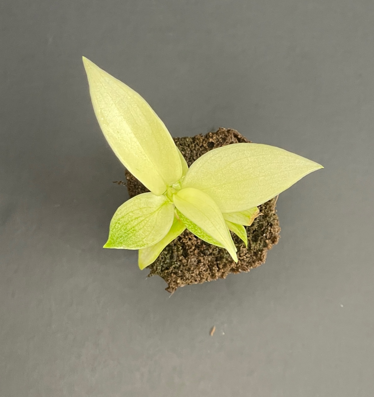 Philodendron Florida Ghost - The Regular Plant Co.