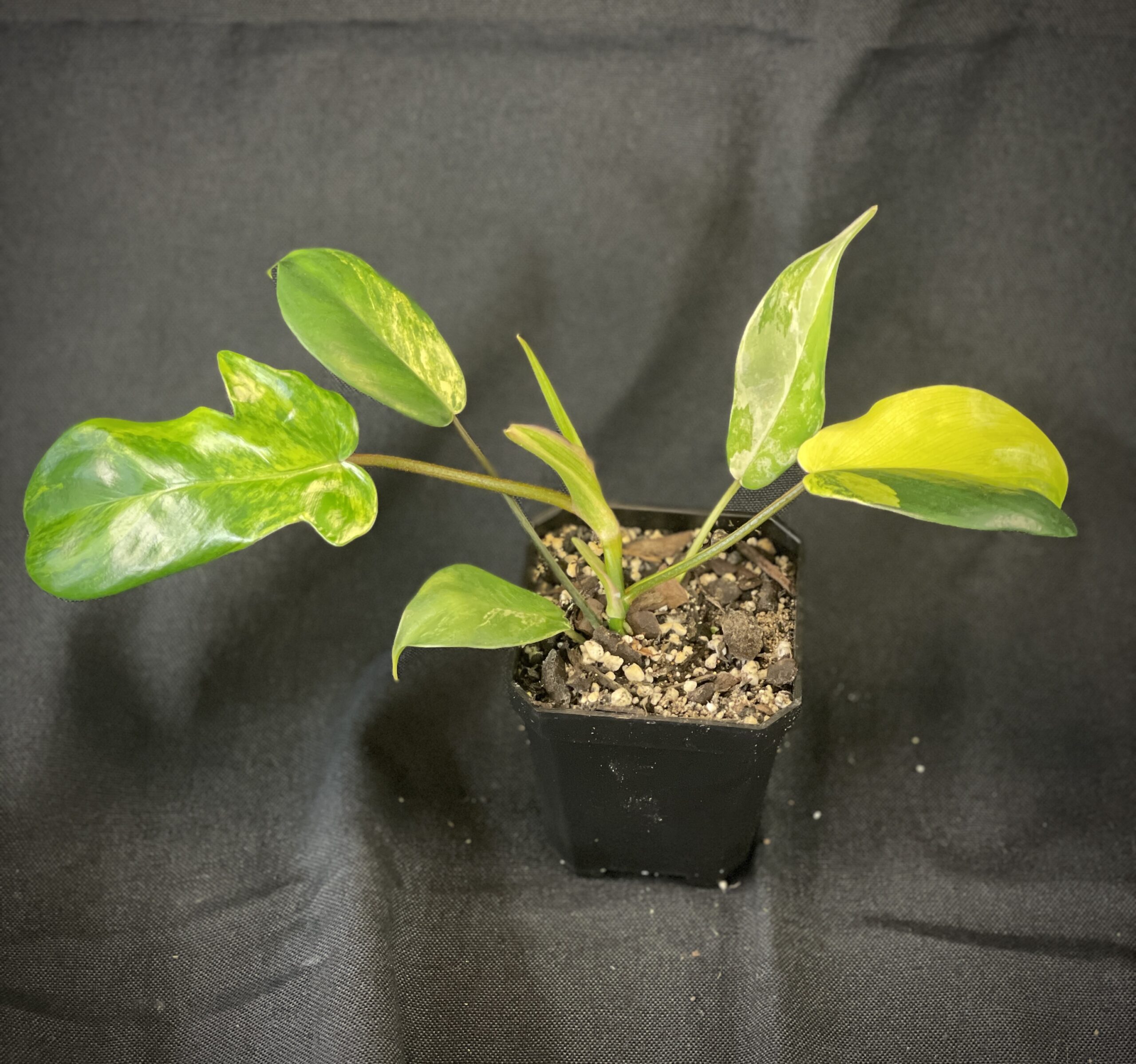 Philodendron Florida Beauty - The Regular Plant Co.