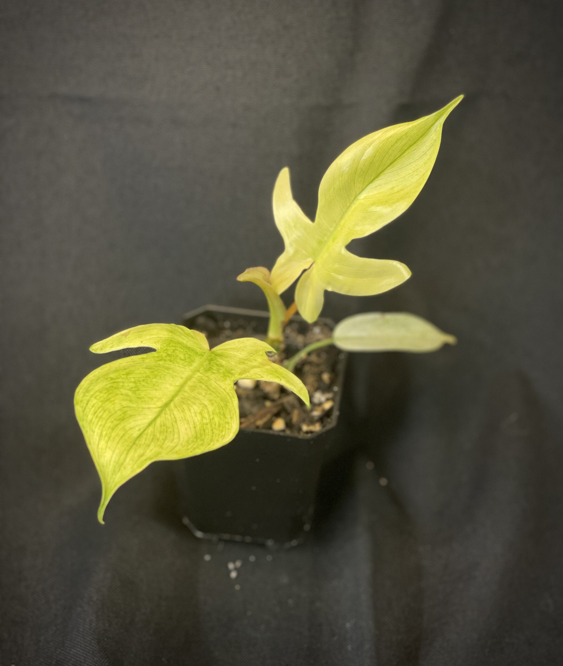 Philodendron Florida Ghost - The Regular Plant Co.